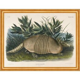 OTTO Kunstdruck Nine-Banded Armadillo, Dasypus Peba John Woodhouse Audubon B A3 02697, (1 St)
