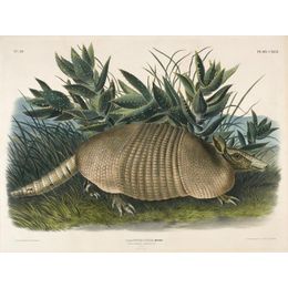 OTTO Kunstdruck Nine-Banded Armadillo, Dasypus Peba John Woodhouse Audubon Gürteltier, (1 St)