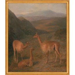 OTTO Kunstdruck Vicunas Jacques-Laurent Agasse Tiere Kamele Langer Hals Ohren B A2 023, (1 St)