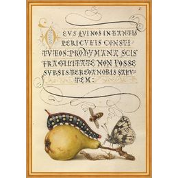 OTTO Kunstdruck Fly, Caterpillar, Pear, and Centipede Georg Hoefnagel Raupe B A2 01972, (1 St)