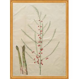 OTTO Kunstdruck Asparagus officinalis Johannes Simon Holtzbecher Gemüsespargel Stange, (1 St)