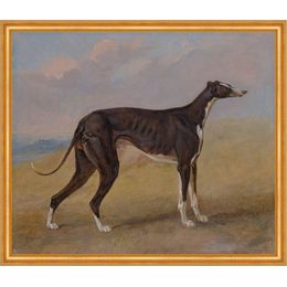 OTTO Kunstdruck Turk a greyhound, the property of George Lane Fox George Garrard Hund, (1 St)