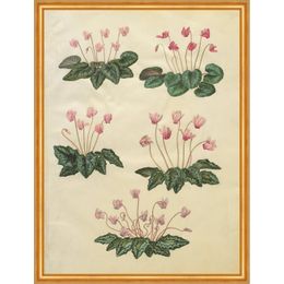 OTTO Kunstdruck Cyclamen purpurascens Cyclamen hederifolium Holtzbecher Alpenveilchen, (1 St)