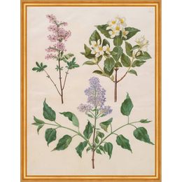 OTTO Kunstdruck Syringa x persica, Philadelphus coronarius Holtzbecher Pfeifenstrauch, (1 St)