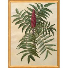 OTTO Kunstdruck Rhus typhina Johannes Simon Holtzbecher Essigbaum Pflanzen Blüte B A2, (1 St)