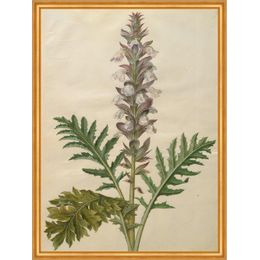 OTTO Kunstdruck Acanthus mollis Johannes Simon Holtzbecher Wahrer Bärenklau Pflanze B, (1 St)