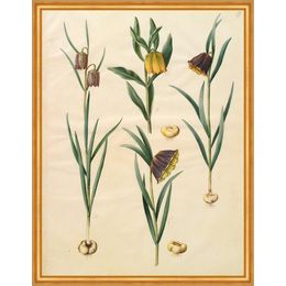 OTTO Kunstdruck Fritillaria meleagris Fritullaria lutea Holtzbecher Schachblume B A2 0, (1 St)