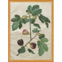 OTTO Kunstdruck Ficus carica Johannes Simon Holtzbecher Echte Feige Frucht Baum B A2 0, (1 St)