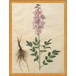 OTTO Kunstdruck Dictamnus albus Johannes Simon Holtzbecher Diptam Aschwurz Blumen B A1, (1 St)
