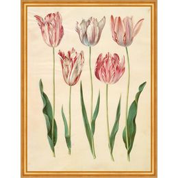 OTTO Kunstdruck Tulipa gesneriana Johannes Simon Holtzbecher Gartentulpe Blumen B A1 0, (1 St)