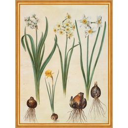 OTTO Kunstdruck Narcissus tazetta, Narcissus orientalis Holtzbecher Narzissen Blumen B, (1 St)