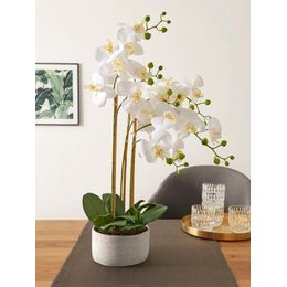 Kunstpflanze Lilington Orchidee, Timbers, Höhe 65 cm, im Zementtopf, Kunstorchidee, weiß