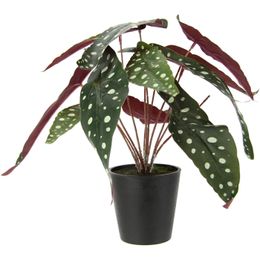 Kunstpflanze Strauchbegonie, I.GE.A., Höhe 26 cm, Im Topf, Seidenblumen, Real Touch Kunstpflanzen, grün