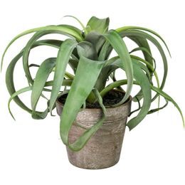 Kunstpflanze Finegand Sukkulente, Home Affaire, Höhe 24 cm, im Topf, grün