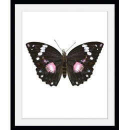 queence Bild Marissa, Schmetterlinge (1 St), lila