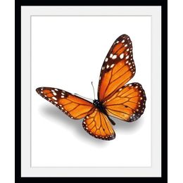 queence Bild Evelina, Schmetterlinge (1 St), orange
