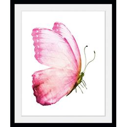 queence Bild Apache, Schmetterlinge (1 St), rosa