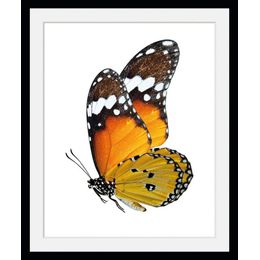 queence Bild Mario, Schmetterlinge (1 St), orange