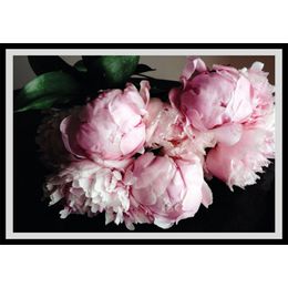 queence Bild Gunni, Blumen, gerahmt, Rosen, rosa