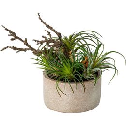 Künstliche Zimmerpflanze Tillandsien-Mix in Zementschale Sukkulente, Creativ green, Höhe 26 cm, grün