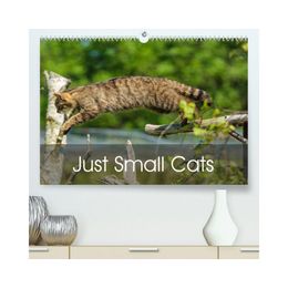 Calvendo Wandkalender Just Small Cats (Premium-Calendar 2023 DIN A2 Landscape)