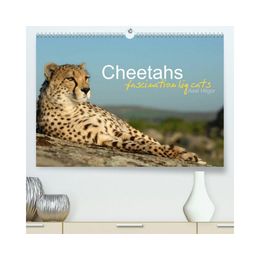 Calvendo Wandkalender Cheetahs fascinating big cats (Premium-Calendar 2023 DIN A2 Landscape)