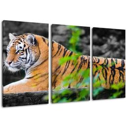 Pixxprint Leinwandbild anmutiger Tiger auf Baumstamm