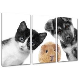 Pixxprint Leinwandbild Trio Hund Katze Meerschweinchen