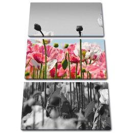 Pixxprint Leinwandbild Blumenwiese Mohnblumen schwarz/weiß