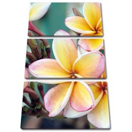 Pixxprint Leinwandbild Monoi Blüten auf Hawaii