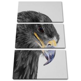 Pixxprint Leinwandbild wunderschöner Adler im Portrait