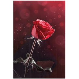 Wallario Sichtschutzzaunmatten Rote Rose Single