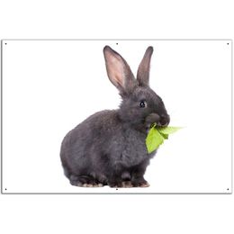 Wallario Sichtschutzzaunmatten Süßes Kaninchen mit Grünzeug beim Futtern