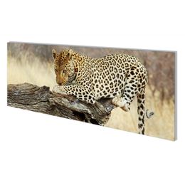 Wallario Wandgarderobe Leopard auf Baumstamm in Afrika (1-teilig