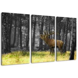 Pixxprint Leinwandbild röhrender Hirsch im Wald