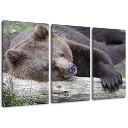 Pixxprint Leinwandbild Bär schläft auf Baumstamm