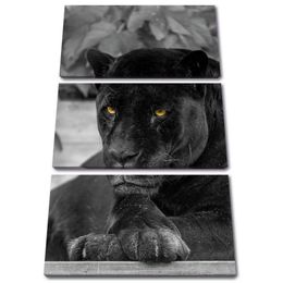 Pixxprint Leinwandbild schwarzer Panther