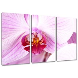 Pixxprint Leinwandbild Prächtige Rosa Orchidee