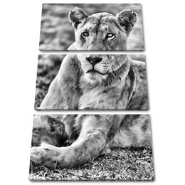 Pixxprint Leinwandbild prächtige weiße Löwin