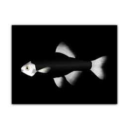 Bilderdepot24 Leinwandbild Fisch