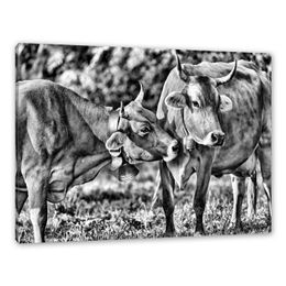 Pixxprint Leinwandbild Kuhbullen auf Weide
