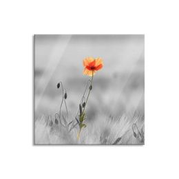Pixxprint Glasbild Rote Mohnblume im Feld