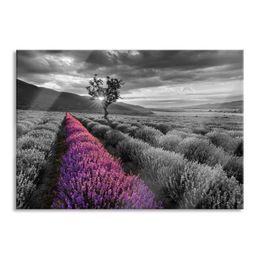 Pixxprint Glasbild Lavendelfeld mit Baum