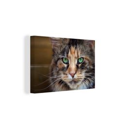 OneMillionCanvasses® OneMillionCanvasses® Leinwandbild Maine Coon Katze mit grünen Augen