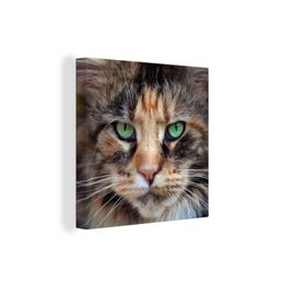 OneMillionCanvasses® OneMillionCanvasses® Leinwandbild Maine Coon Katze mit grünen Augen