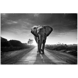 Wallario Sichtschutzzaunmatten Elefant bei Sonnenaufgang in Afrika schwarzweiß