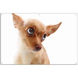 Wallario Sichtschutzzaunmatten Lustiger Hund mit fliegenden Ohren