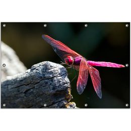 Wallario Sichtschutzzaunmatten Pinke Libelle auf einem Stein