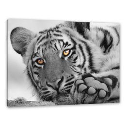 Pixxprint Leinwandbild entspannter Tiger