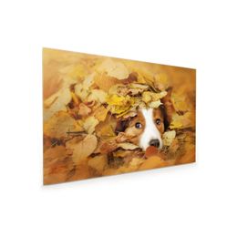 Primedeco Küchenrückwand Spritzschutz Glas Junger Hund in Herbstblätter